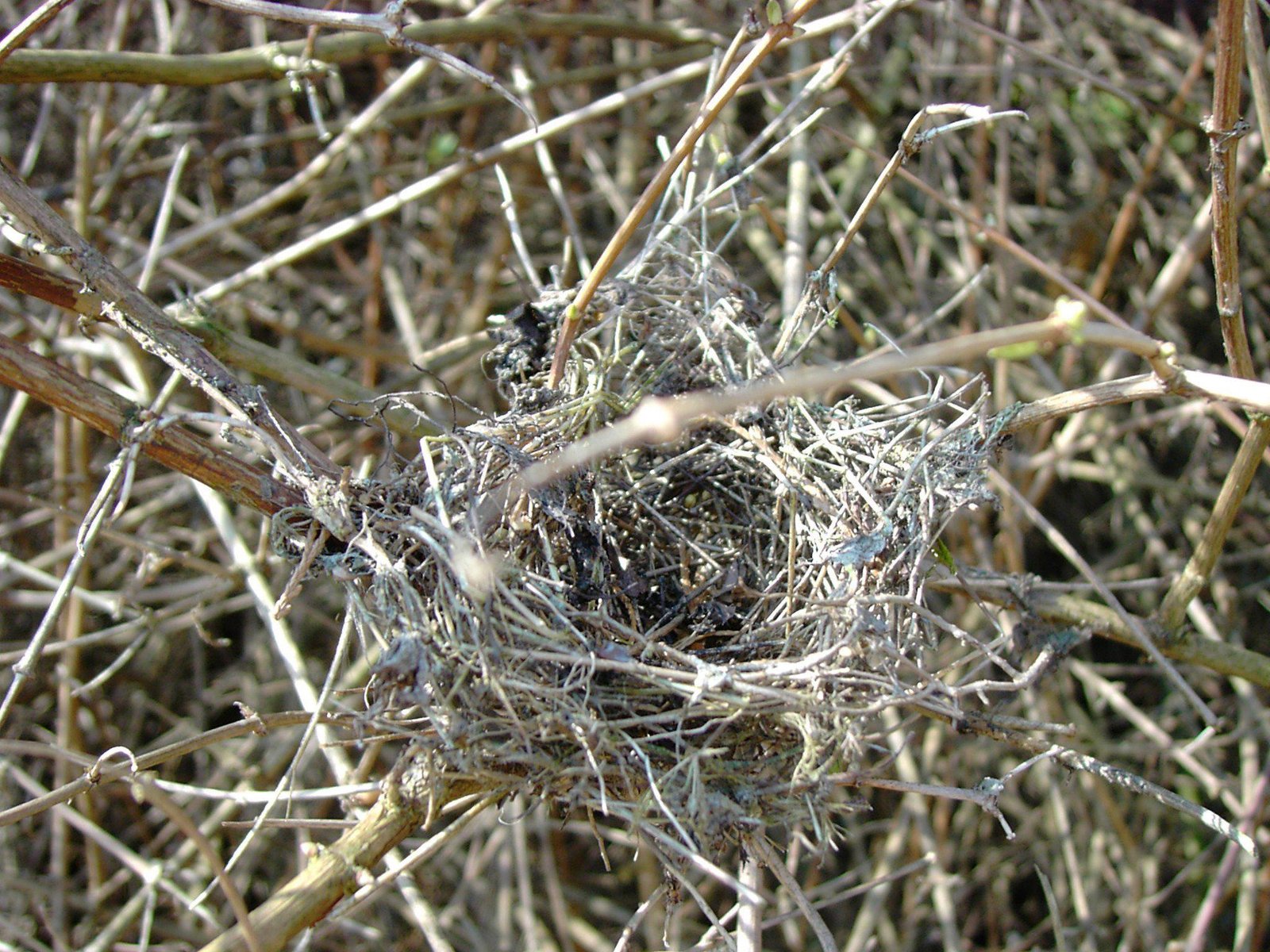 Mlaure A Place For Family And Friends Genealogy